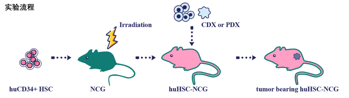 集萃药康可提供免疫缺陷模型-NCG小鼠
